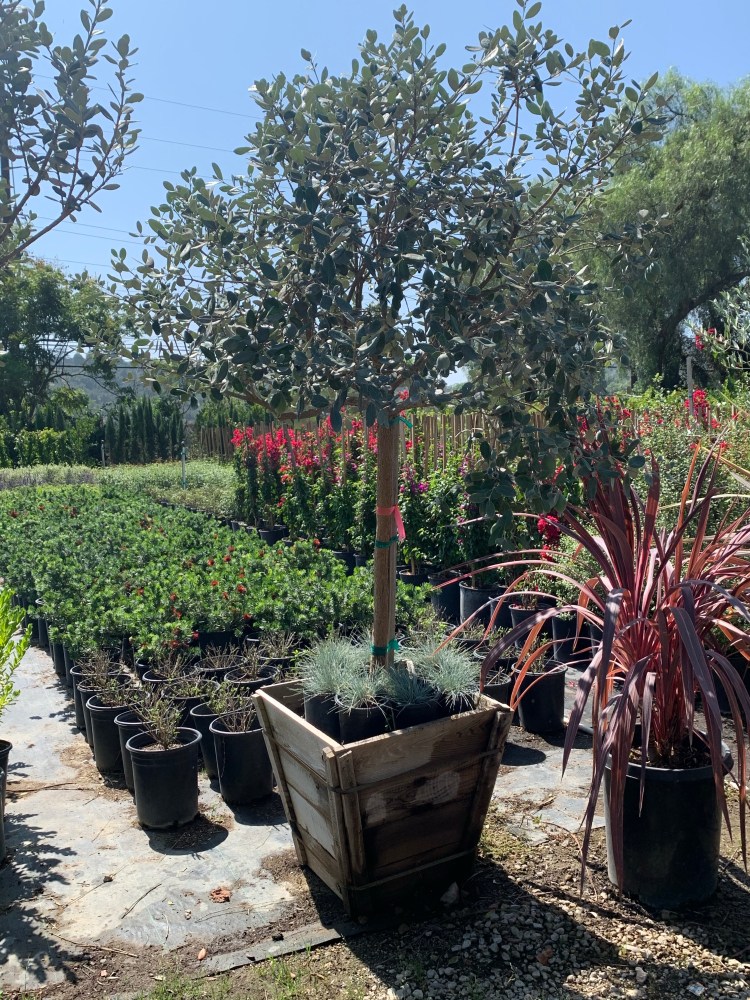 GREEN TREE NURSERY INC.