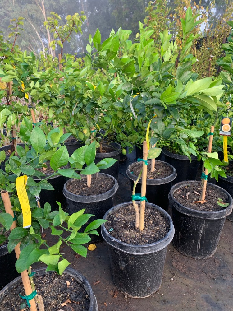 GREEN TREE NURSERY INC.