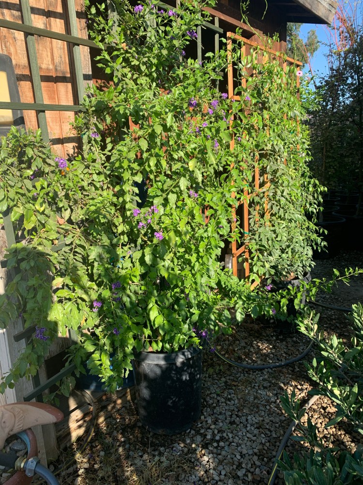 GREEN TREE NURSERY INC.
