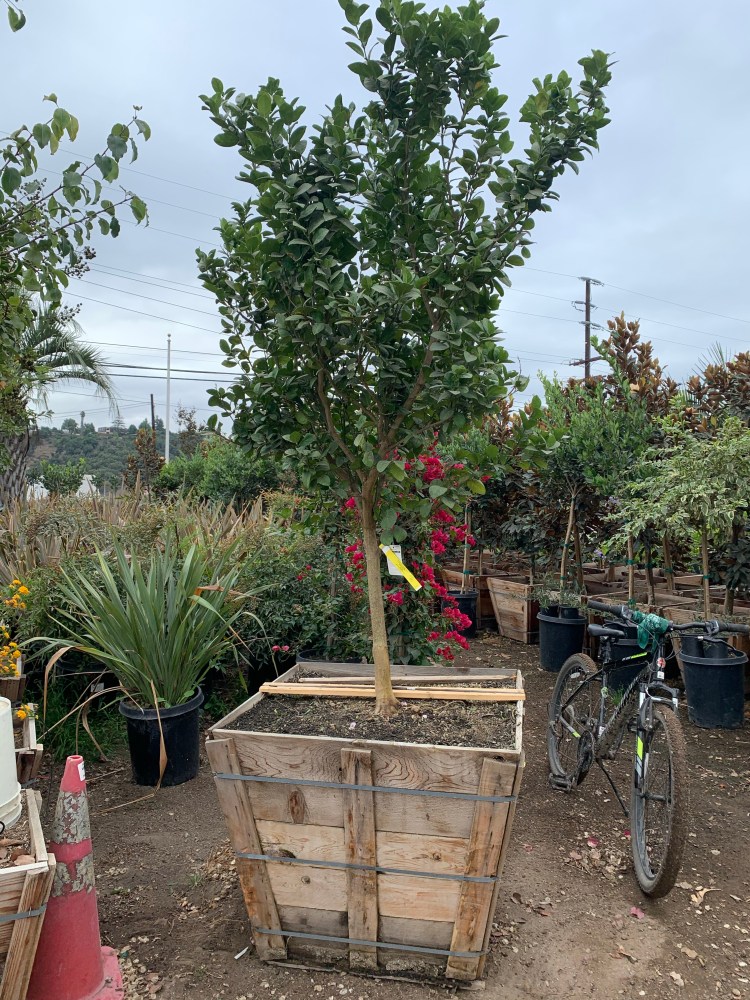 GREEN TREE NURSERY INC.